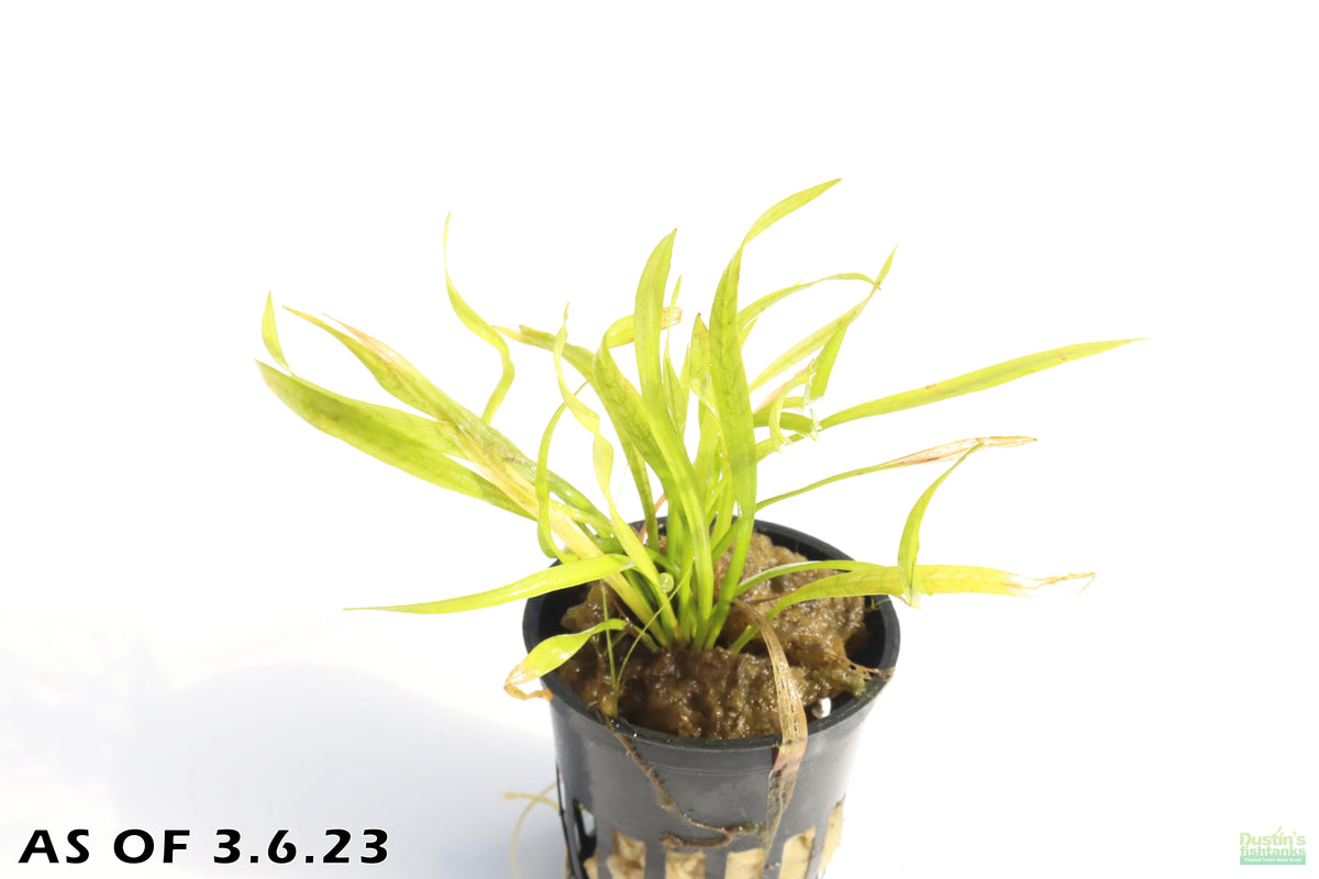 Echinodorus Vesuvius "Spiral Sword" – DustinsFishtanks