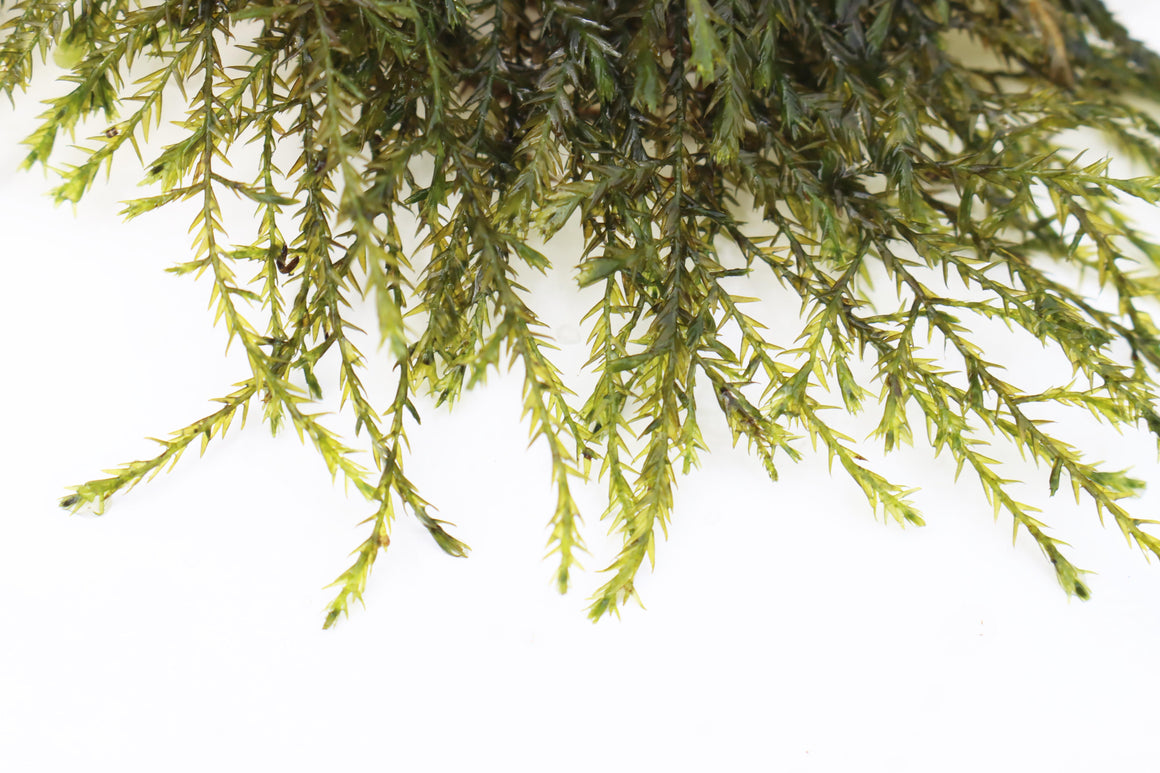 Java Moss – DustinsFishtanks