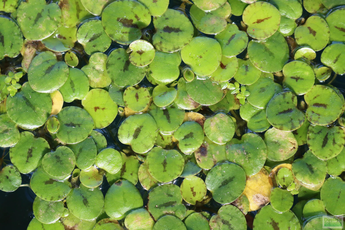 Floating Aquarium Plants