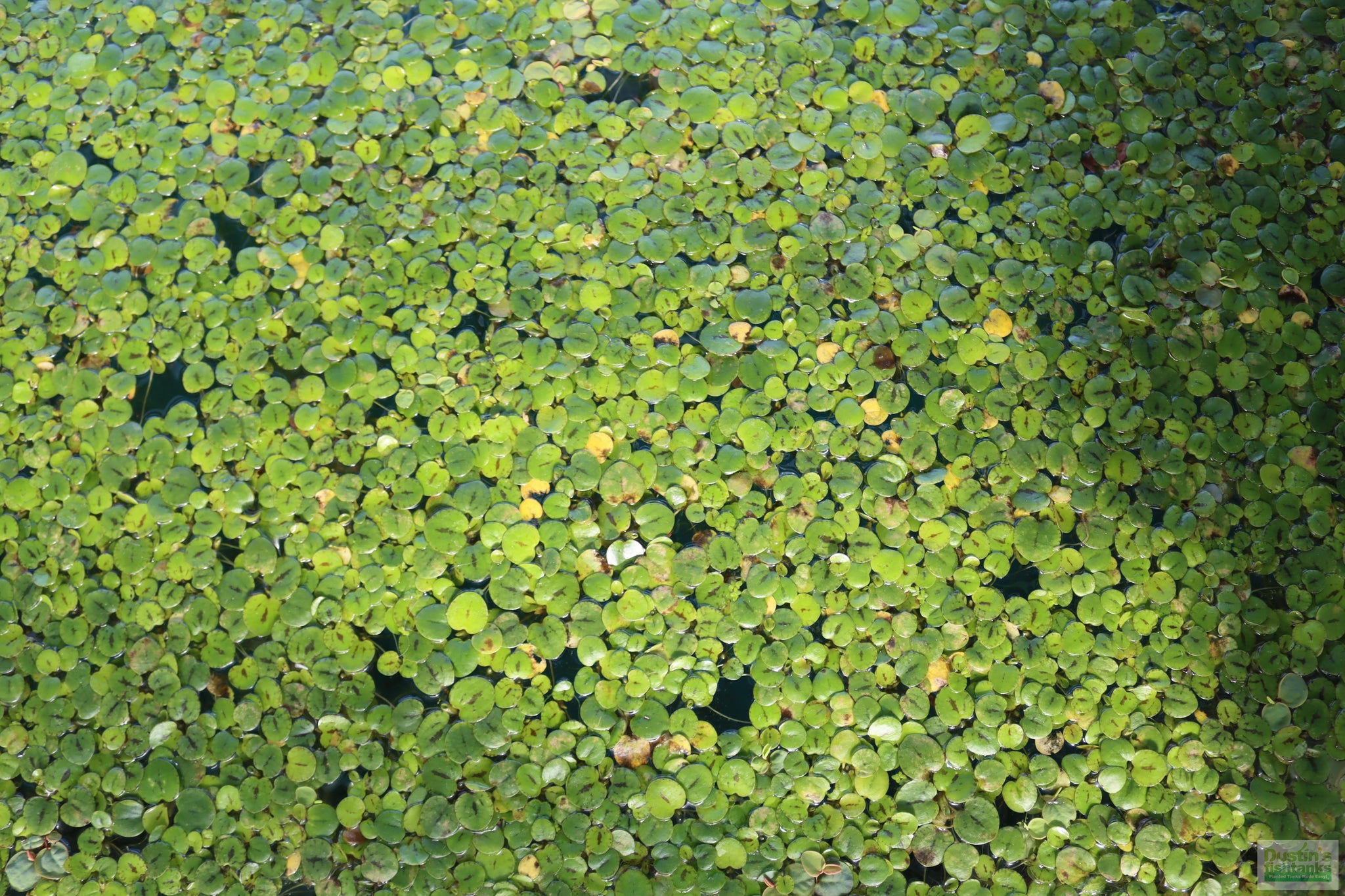 frogbit pond
