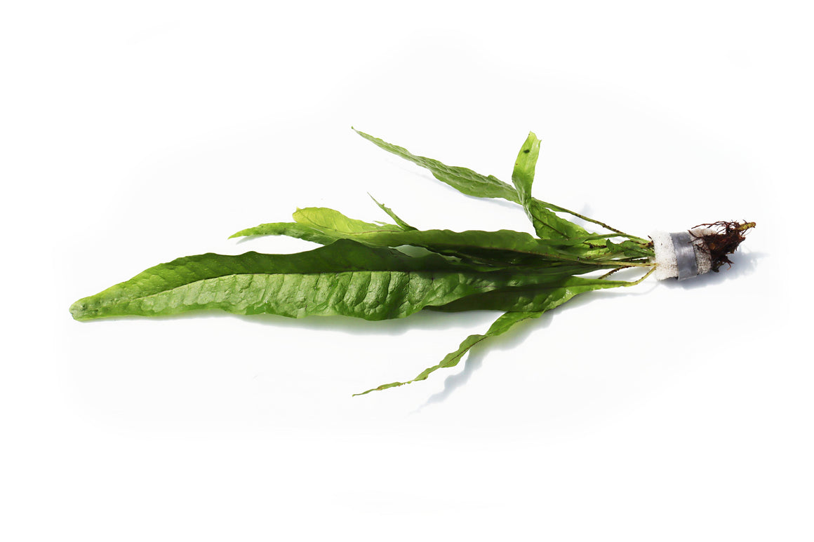 Dustin's Fishtanks - Aquarium Plants for sale - Planted tank made EASY ...