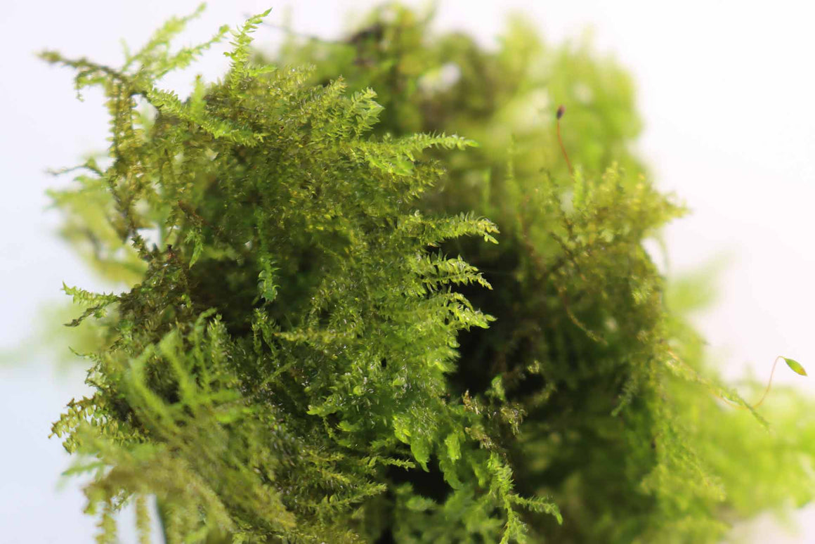 Java Moss – DustinsFishtanks