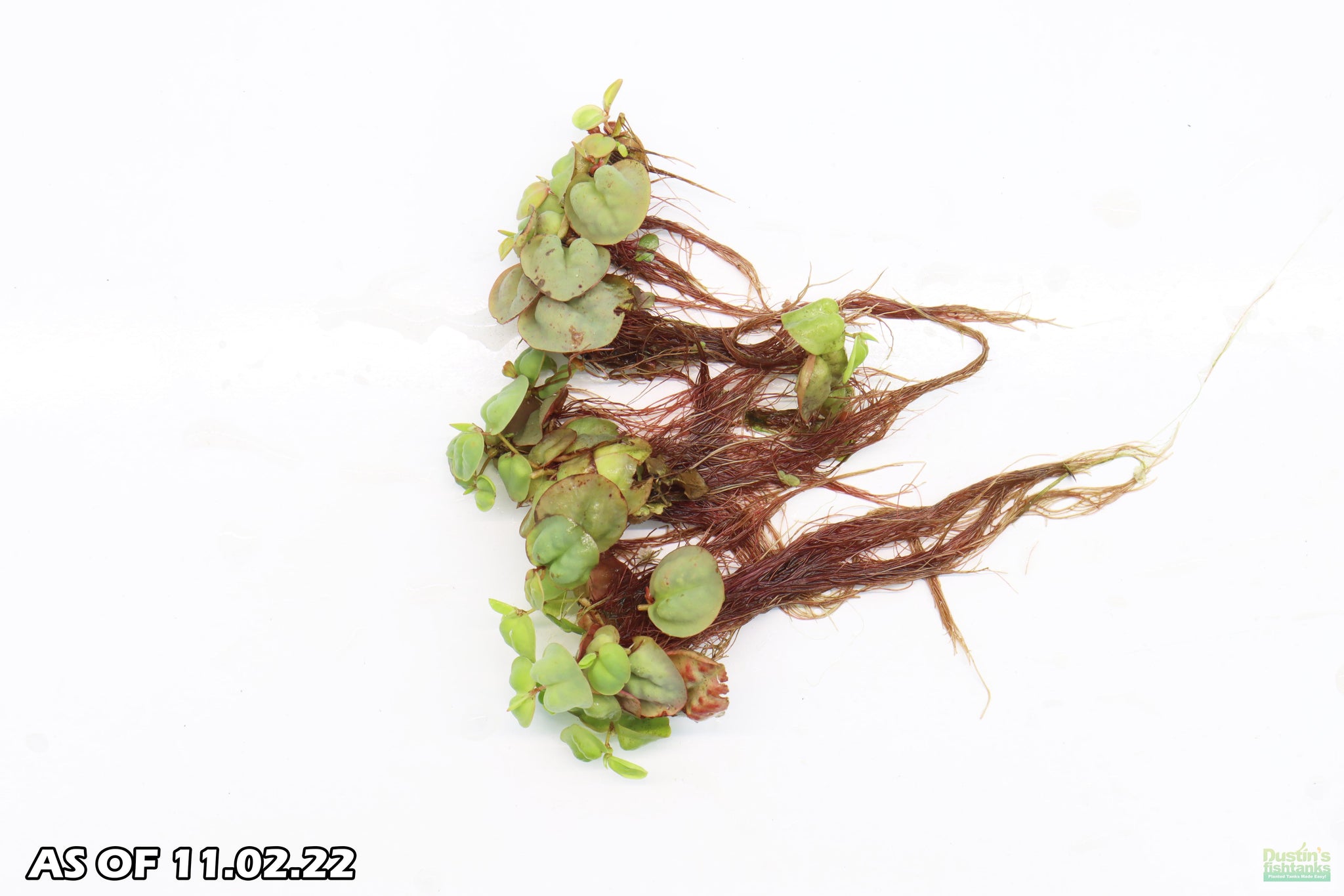 floating roots plants