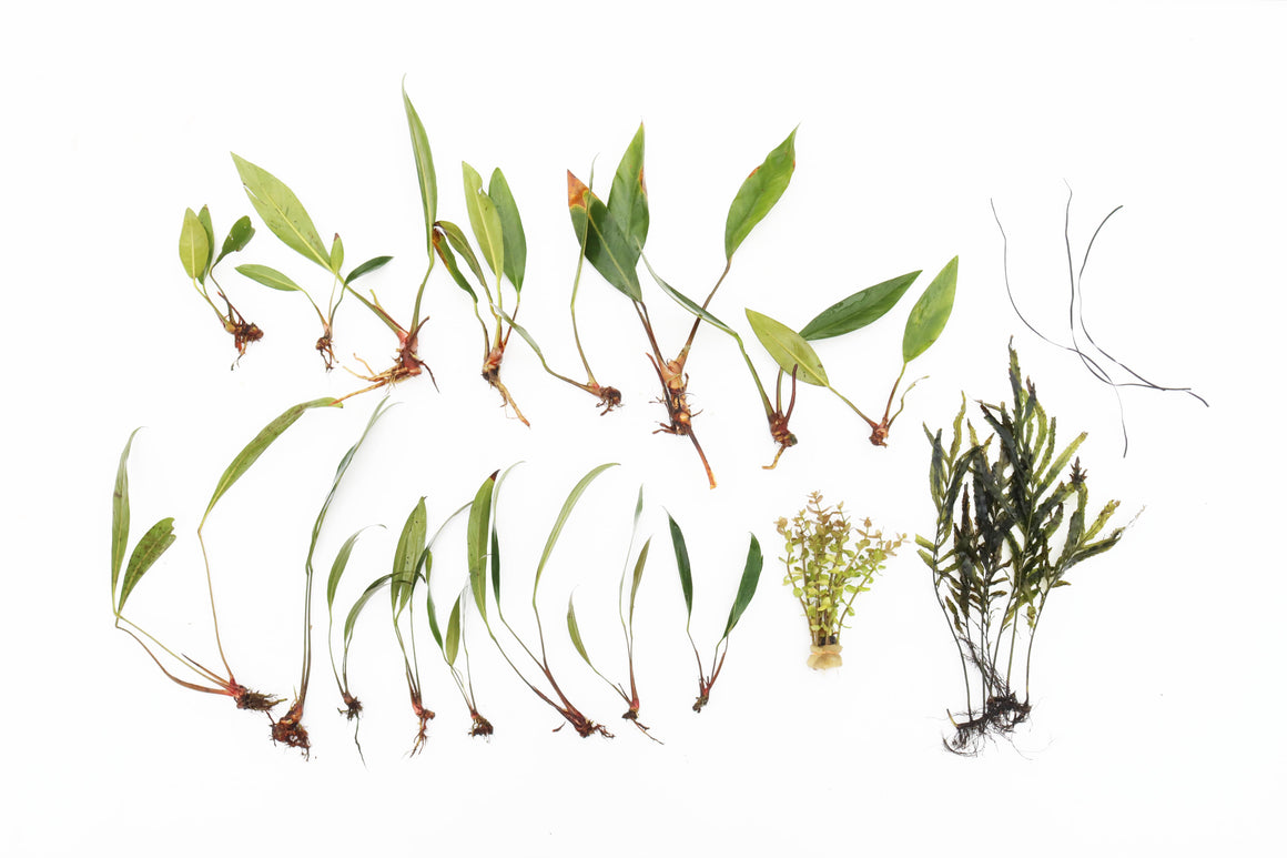 Dustin's Fishtanks - Aquarium Plants for sale - Planted tank made EASY ...