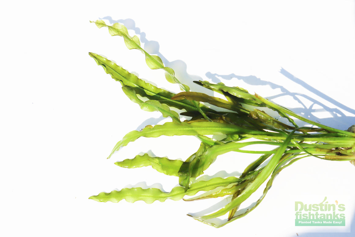 Aponogetons – DustinsFishtanks