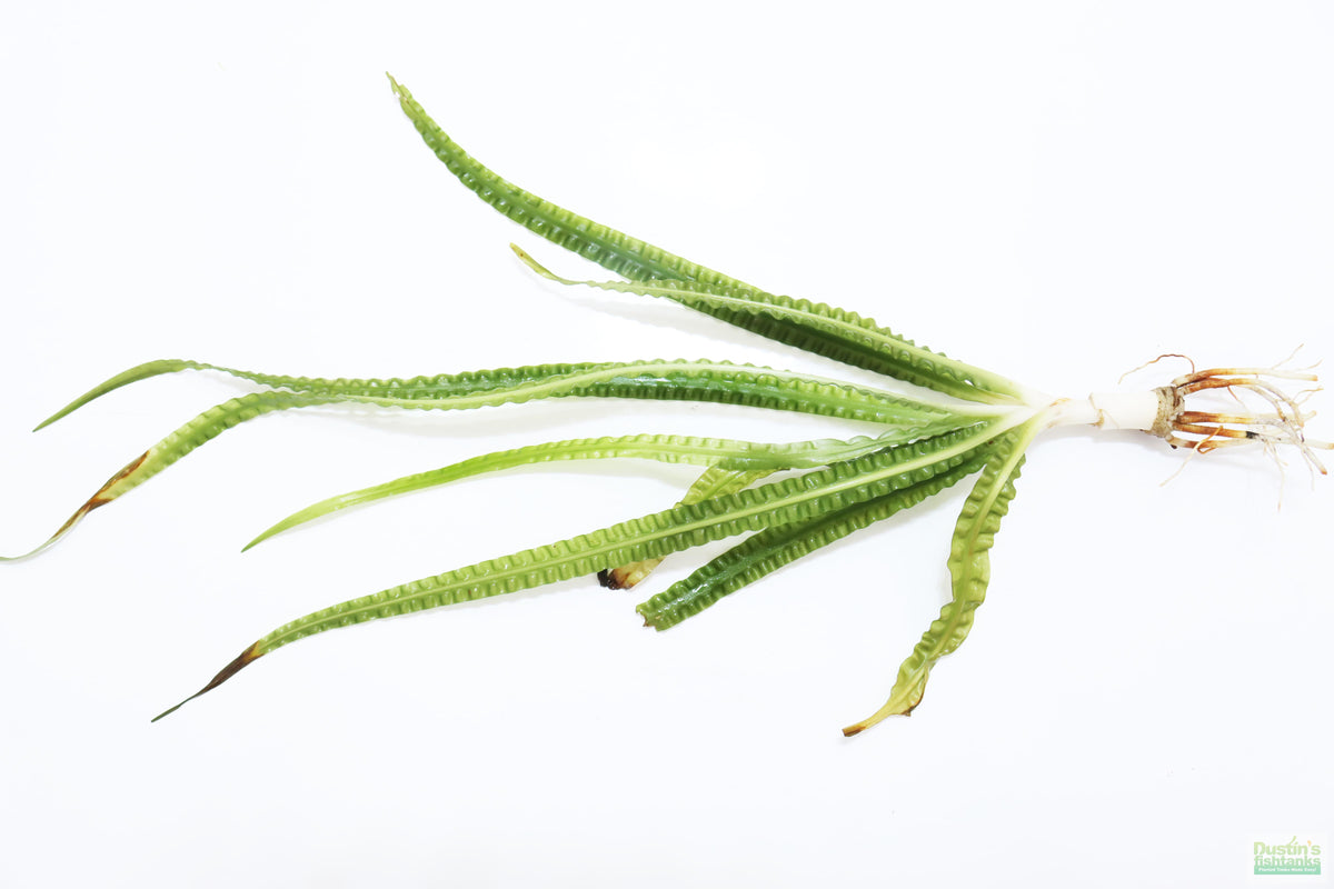 Crinum NATANS! (The Ultimate Monster Plant) – DustinsFishtanks