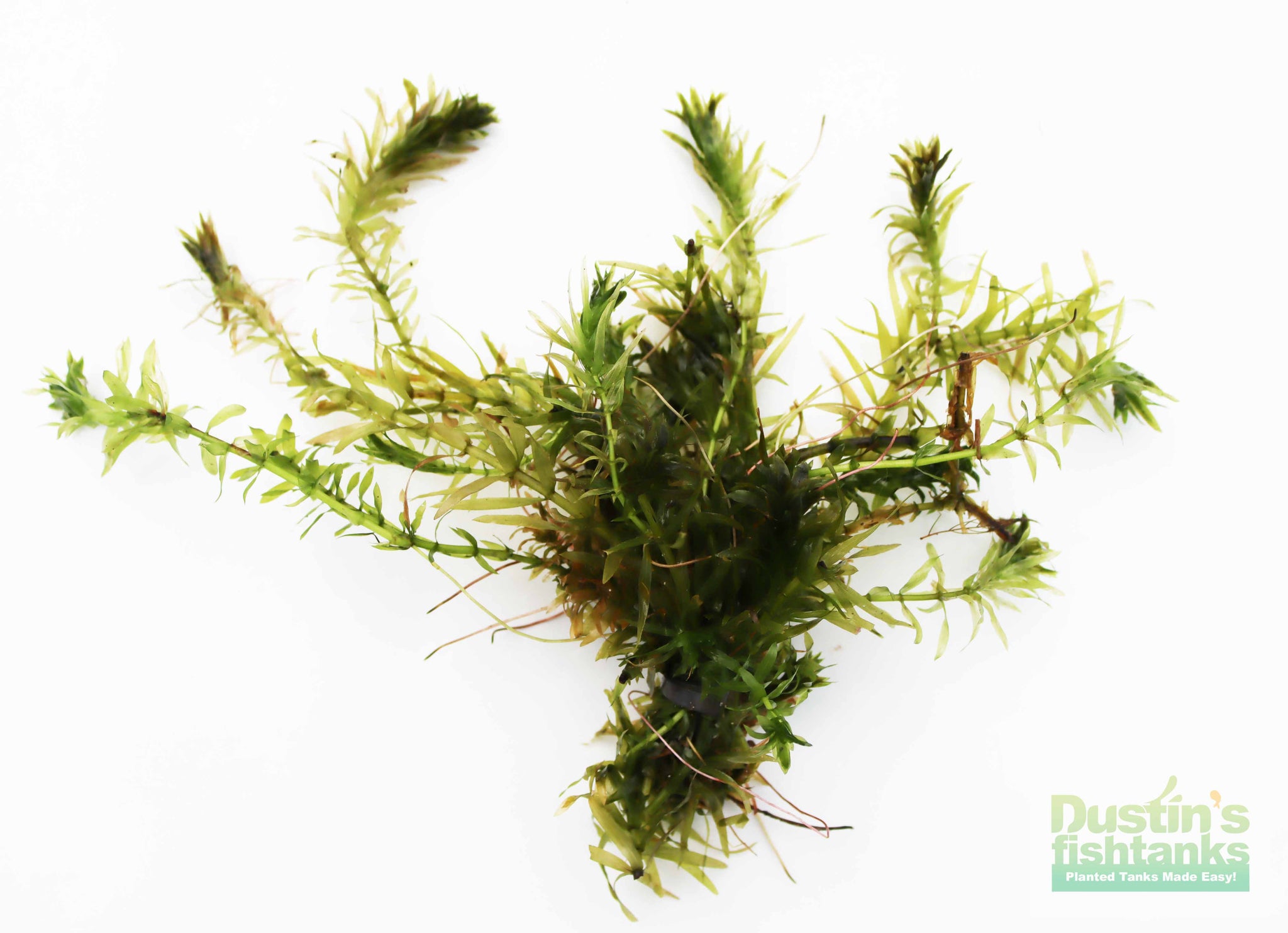Anacharis Aquarium Plant