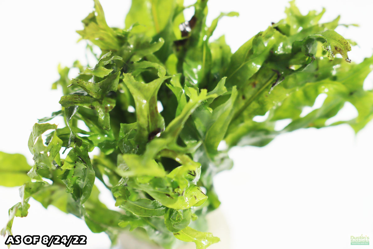 Java Fern Windelov – DustinsFishtanks