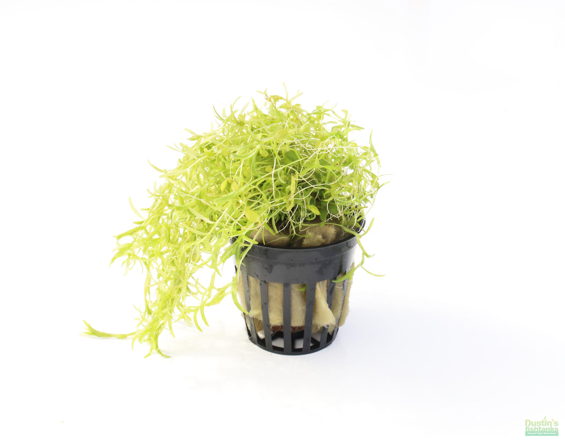 Dustin's Fishtanks - Aquarium Plants for sale - Planted tank made EASY ...