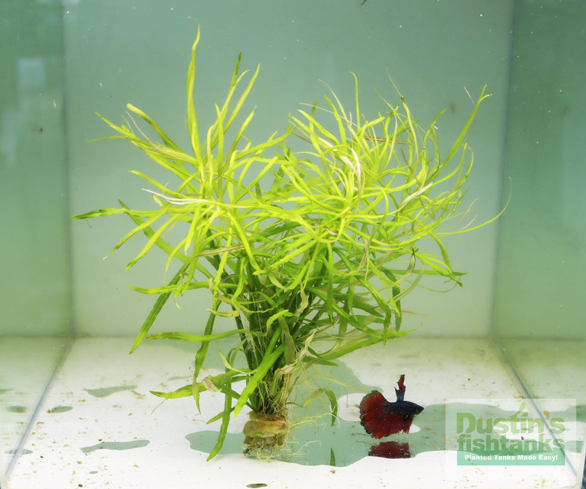 Dustin's Fishtanks - Aquarium Plants for sale - Planted tank made EASY ...