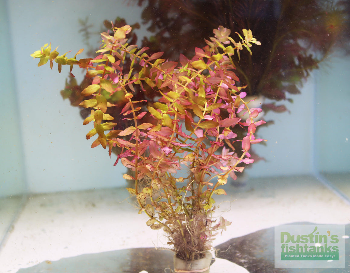 Rotala (Rotala India and other Easy Rotala species for sale ...