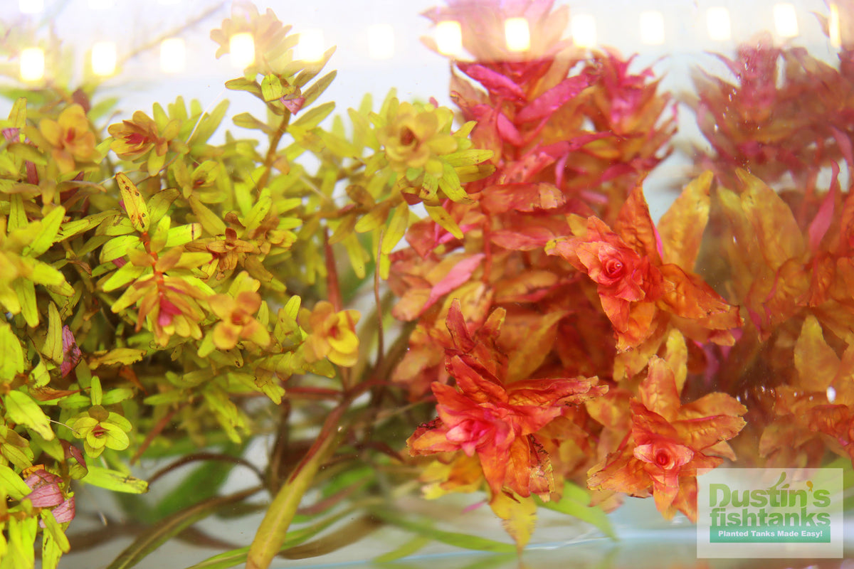 Sexy Red Aquarium Package (We pick REDS!) – DustinsFishtanks