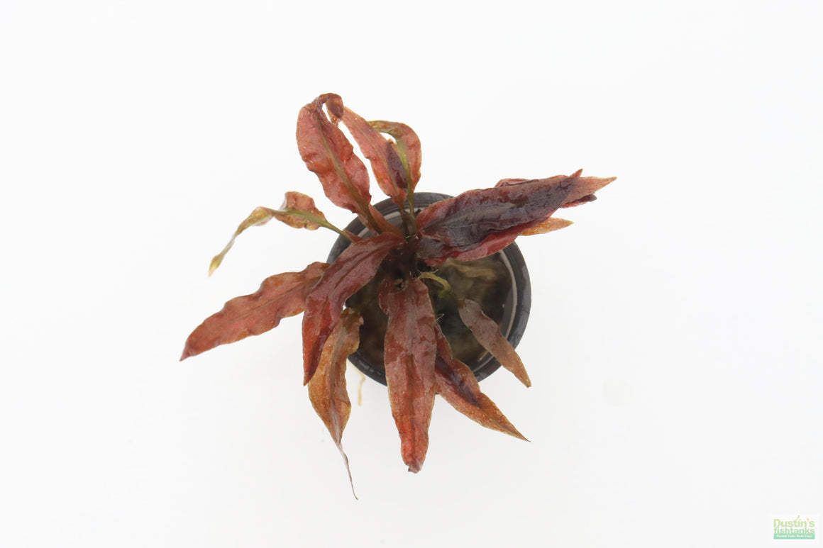 Crypts, Cryptocoryne Plants for sale – DustinsFishtanks