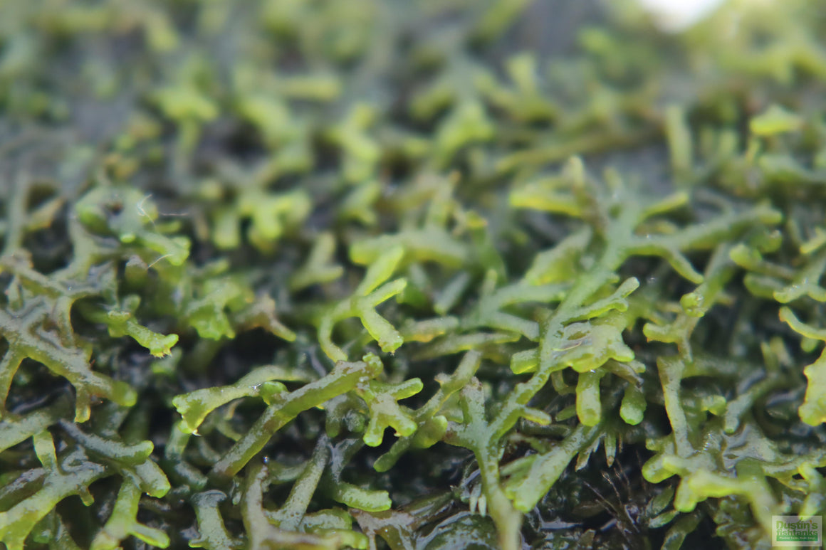 Java Moss – DustinsFishtanks