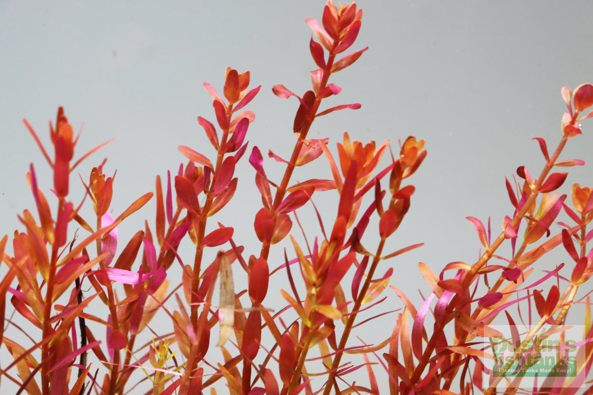 Rotala H'ra – DustinsFishtanks
