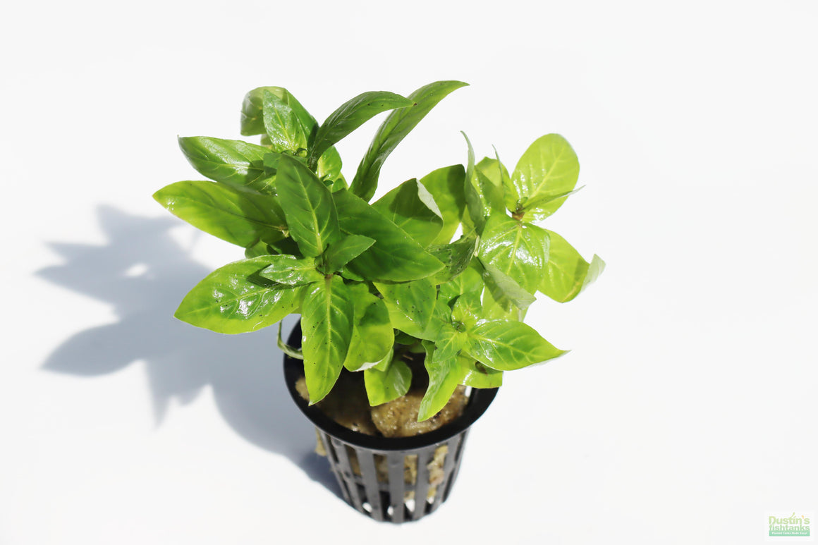 Dustin's Fishtanks - Aquarium Plants for sale - Planted tank made EASY ...