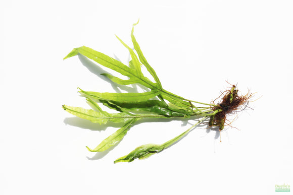 Java Fern (Microsorum) – DustinsFishtanks