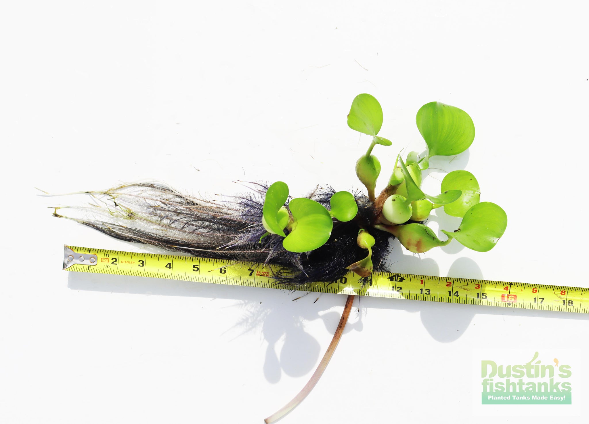 Water Hyacinth Aquarium Pontederia Crassipes Eichhornia Crassipes,