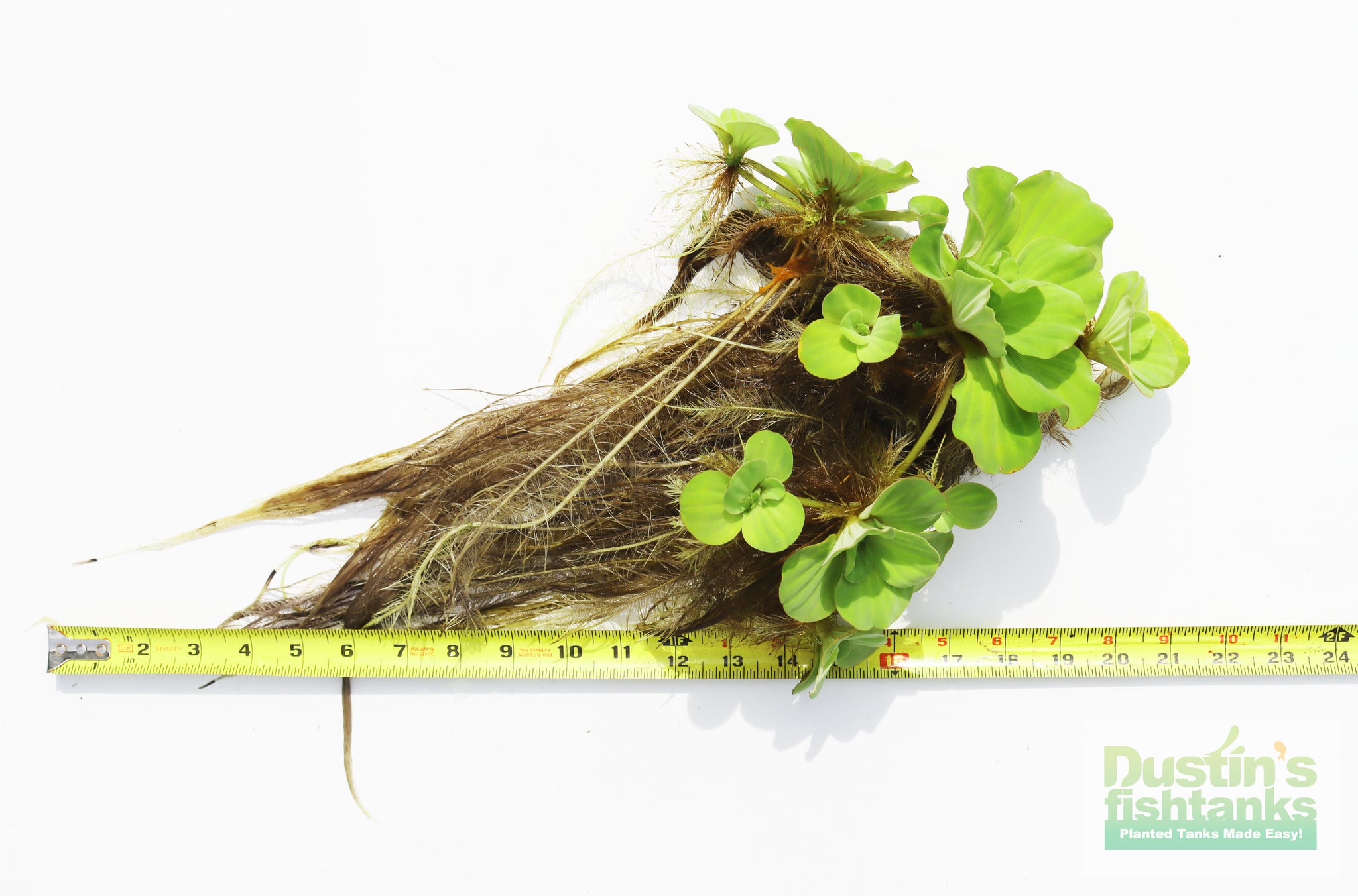 Water Lettuce Roots Floating Plants Combo Pack(Red Root, Water