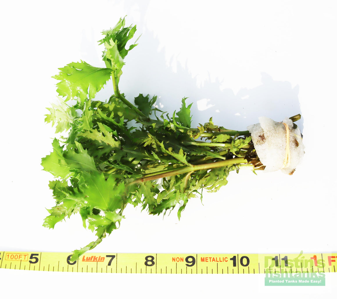 Dustin's Fishtanks - Aquarium Plants for sale - Planted tank made EASY ...