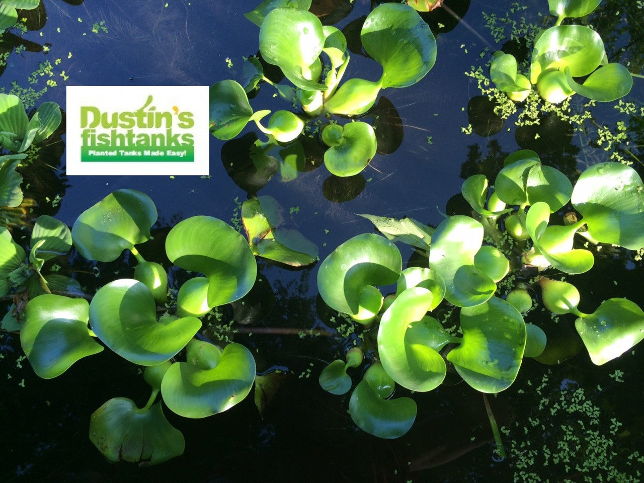 Water Hyacinth Aquarium Pontederia Crassipes Eichhornia Crassipes,